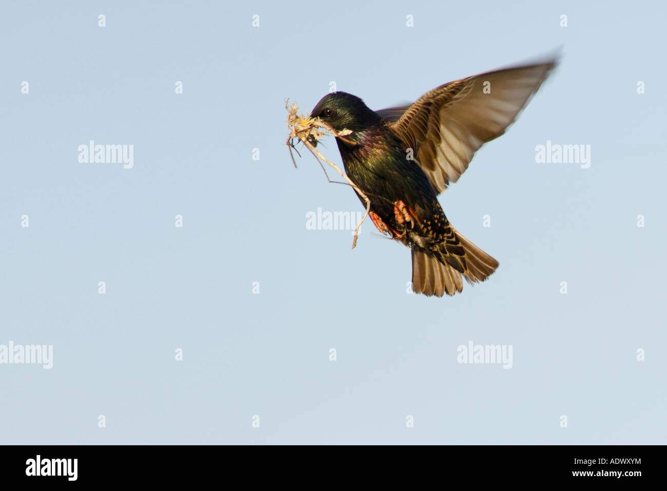 Starling Sturnus vulgaris in flight against a plain blue sky carrying ...
