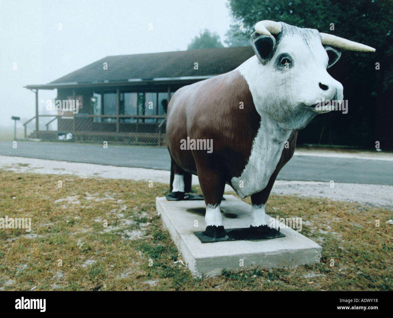 Bull beef hi-res stock photography and images - Alamy