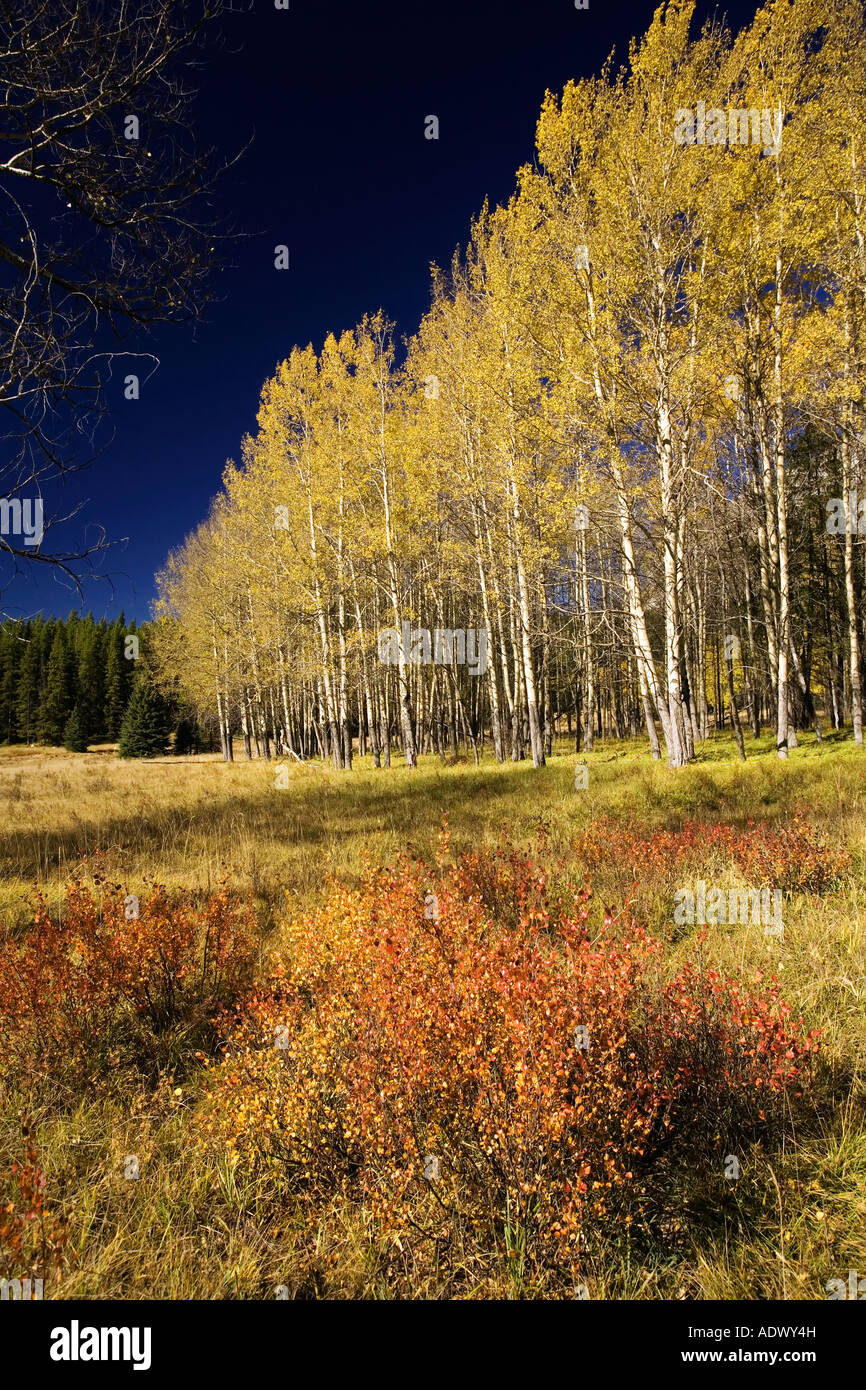 The golden shades of fall Aspens in the Banff national park in the ...