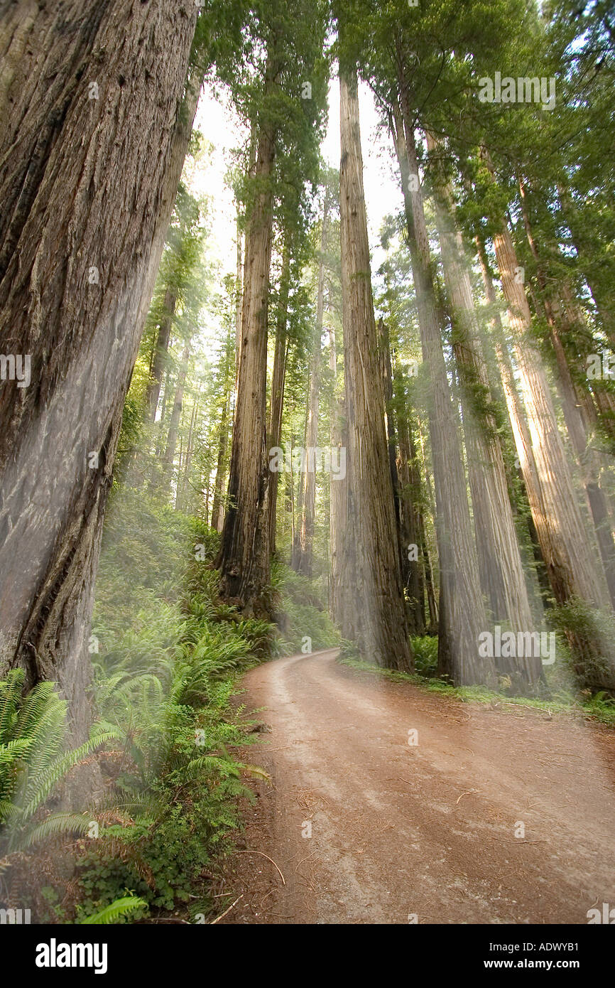 Light through the Redwood Trees Stock Photo - Alamy