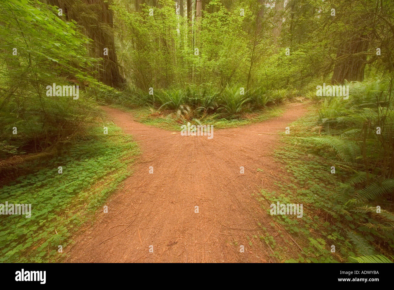 Alternate pathway hi-res stock photography and images - Alamy