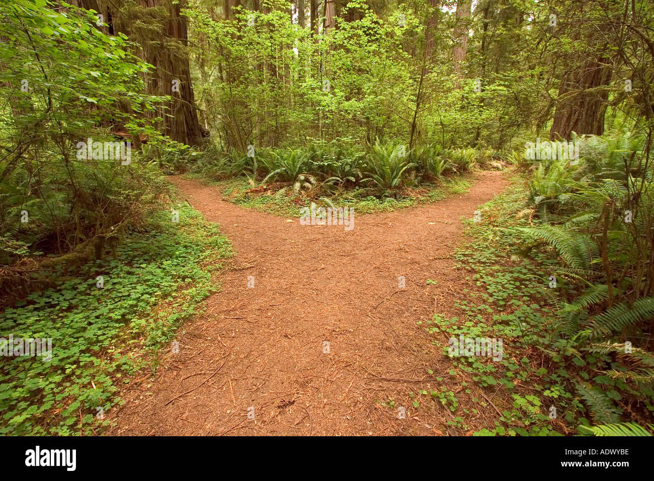 Divergent Paths 2nd Version Stock Photo - Alamy