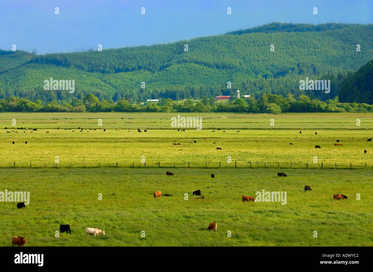 Field of Cows Stock Photo - Alamy