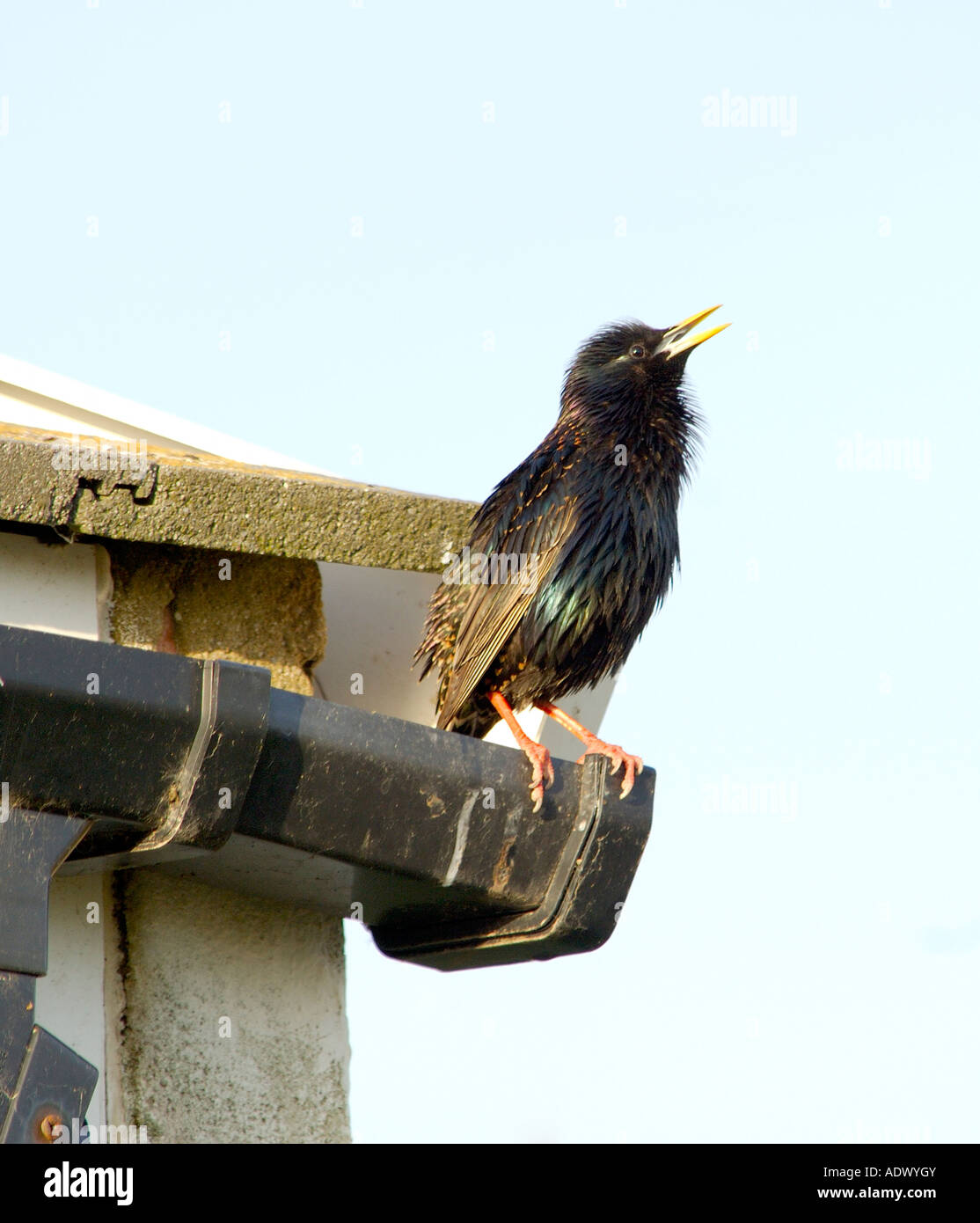 Starling Sturnus vulgaris singing from its pech on a plastic guttering ...