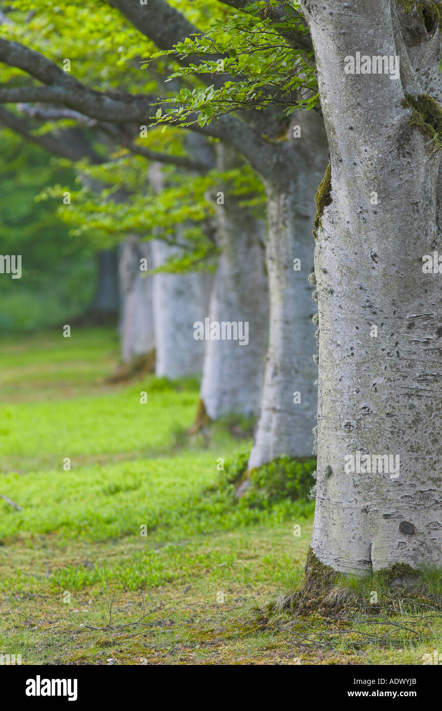 Line of beech trees at Craigievar Castle, Aberdeenshire, Scotland. Only ...