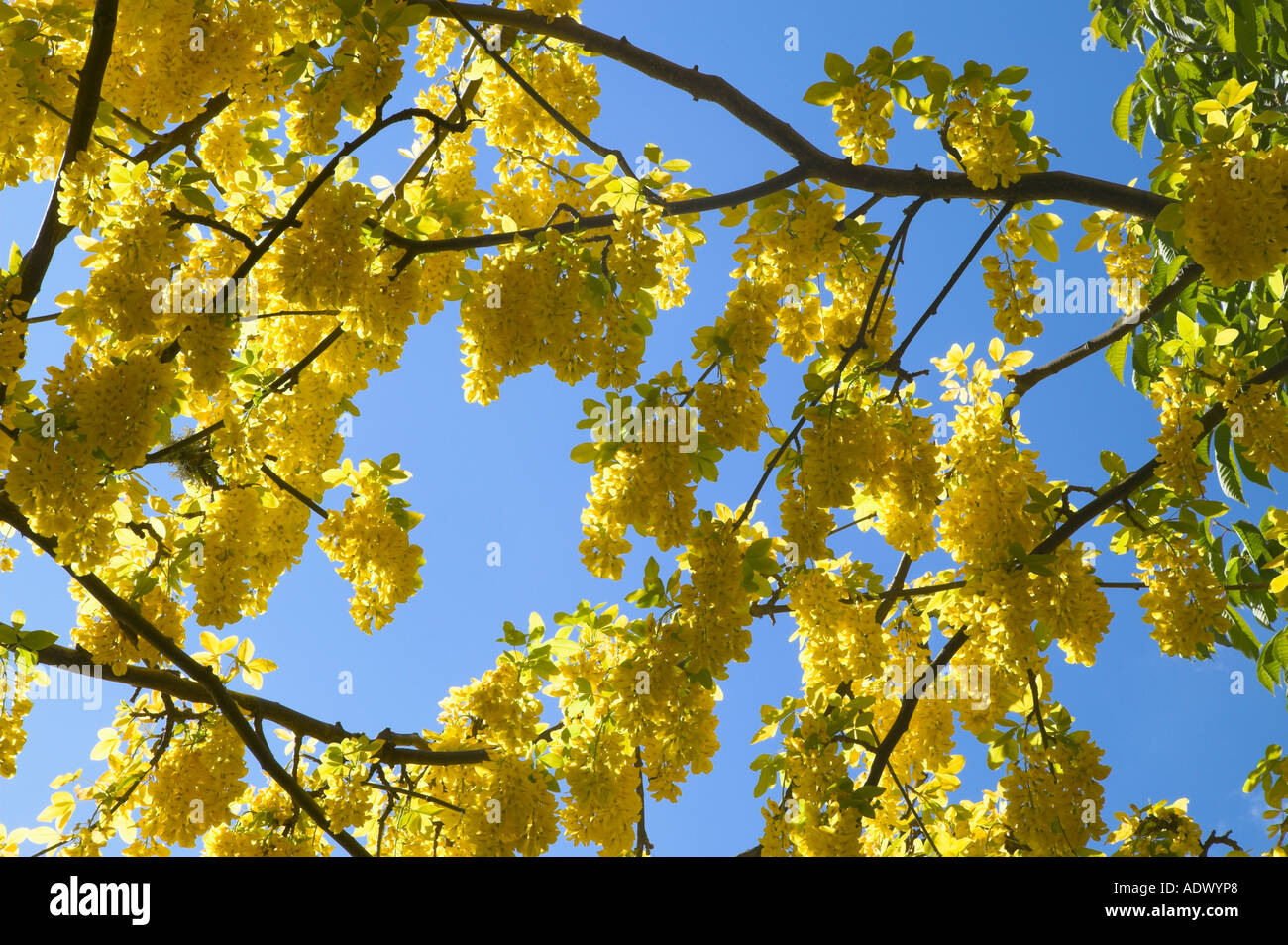 Laburnam tree hi-res stock photography and images - Alamy