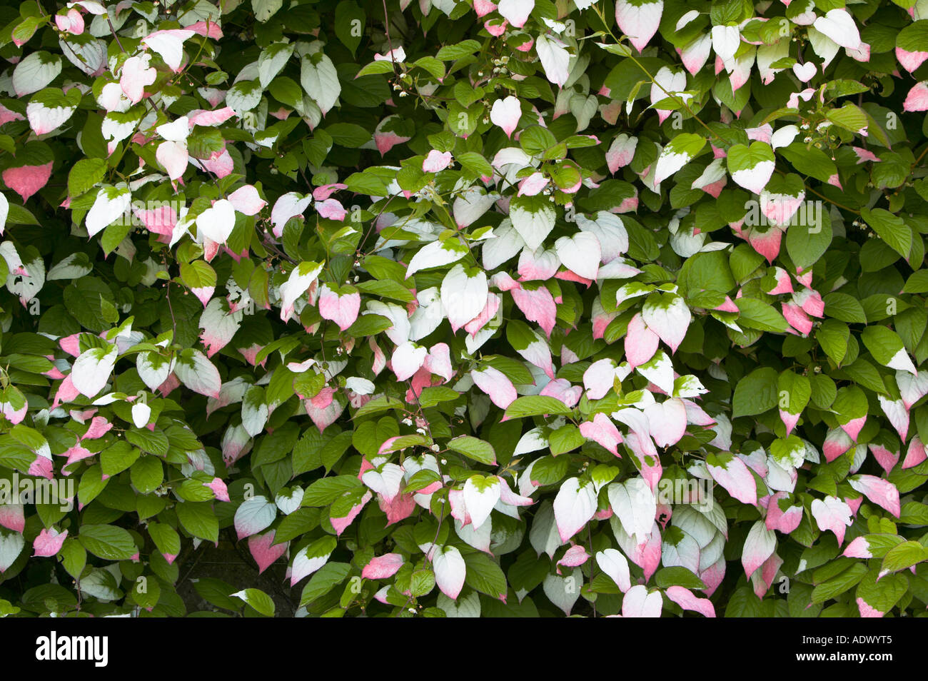 Actinidia kolomikta Stock Photo - Alamy
