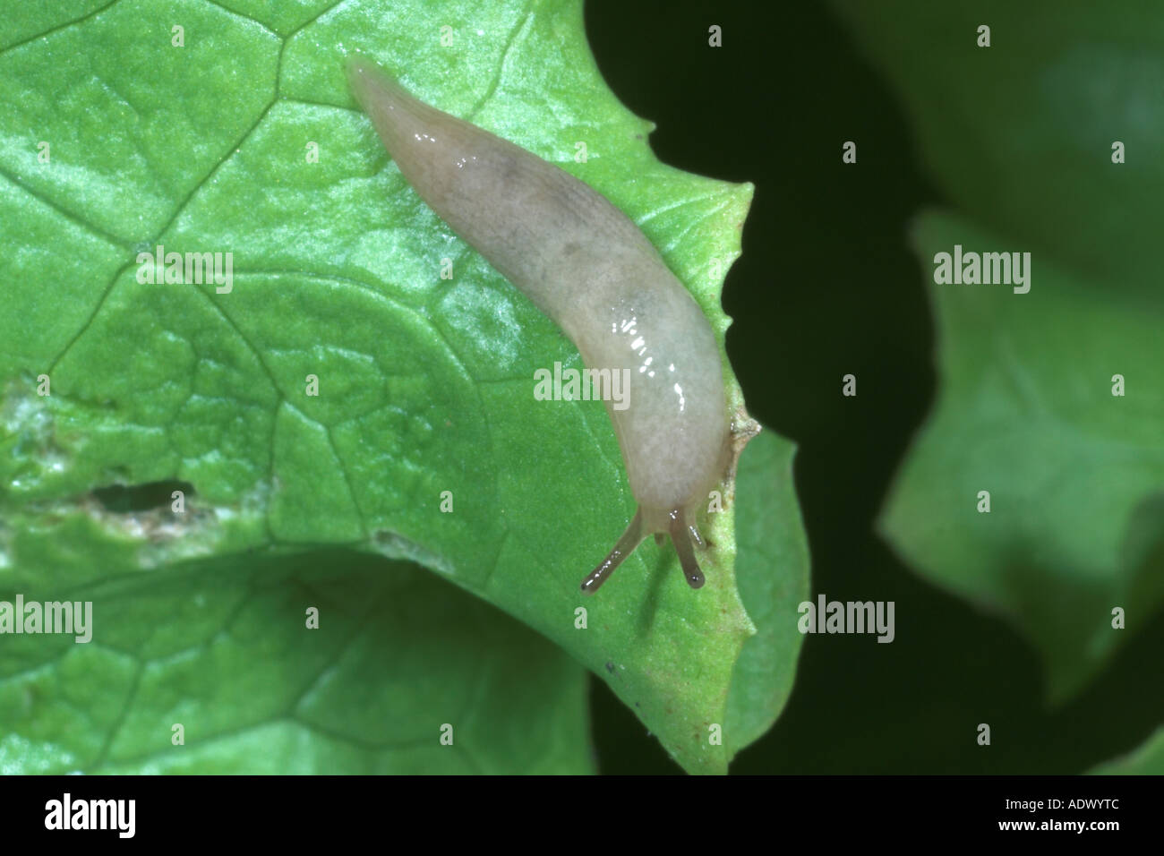 White slug hi-res stock photography and images - Alamy