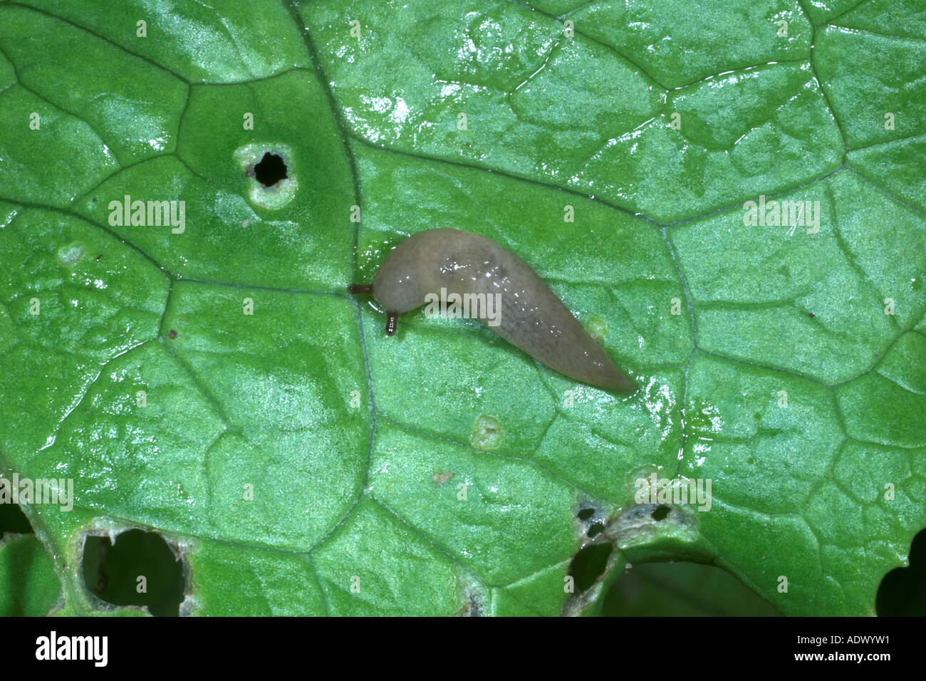 Small white slug feeding on lettuce leaf in garden. England Stock Photo ...