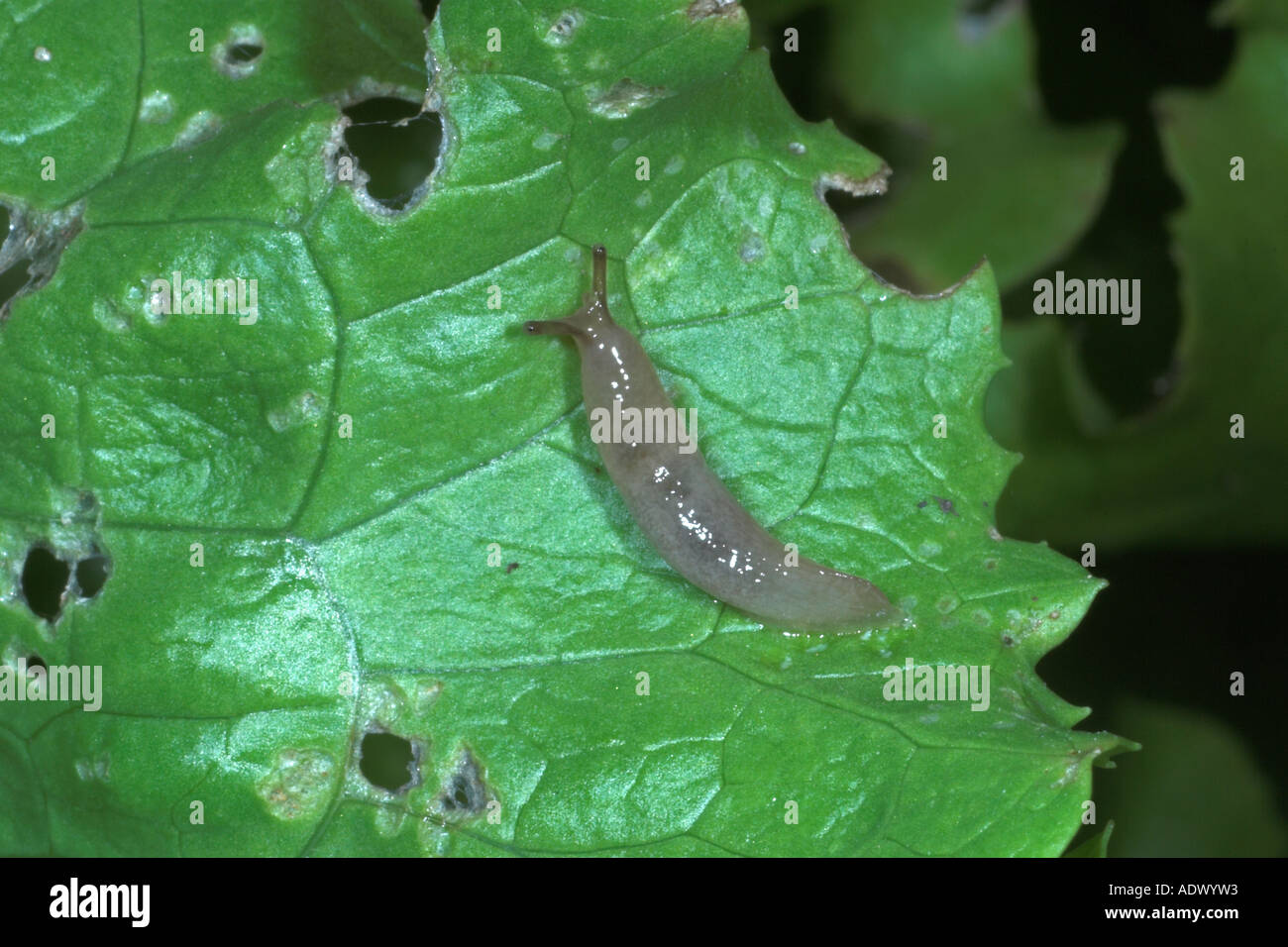 Small white slug feeding on lettuce leaf in garden. England Stock Photo ...