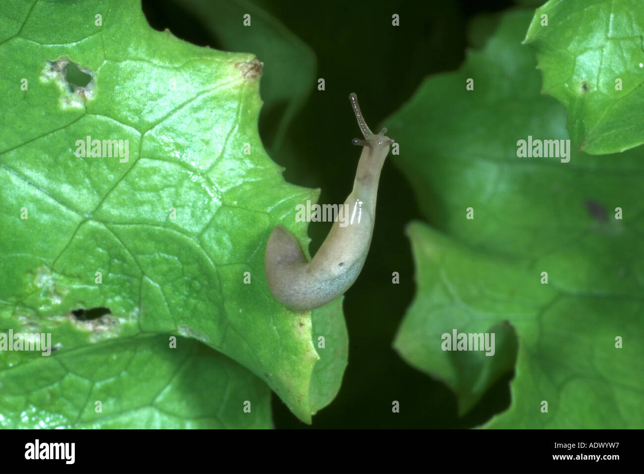 Small white slug on lettuce leaf. England Stock Photo - Alamy