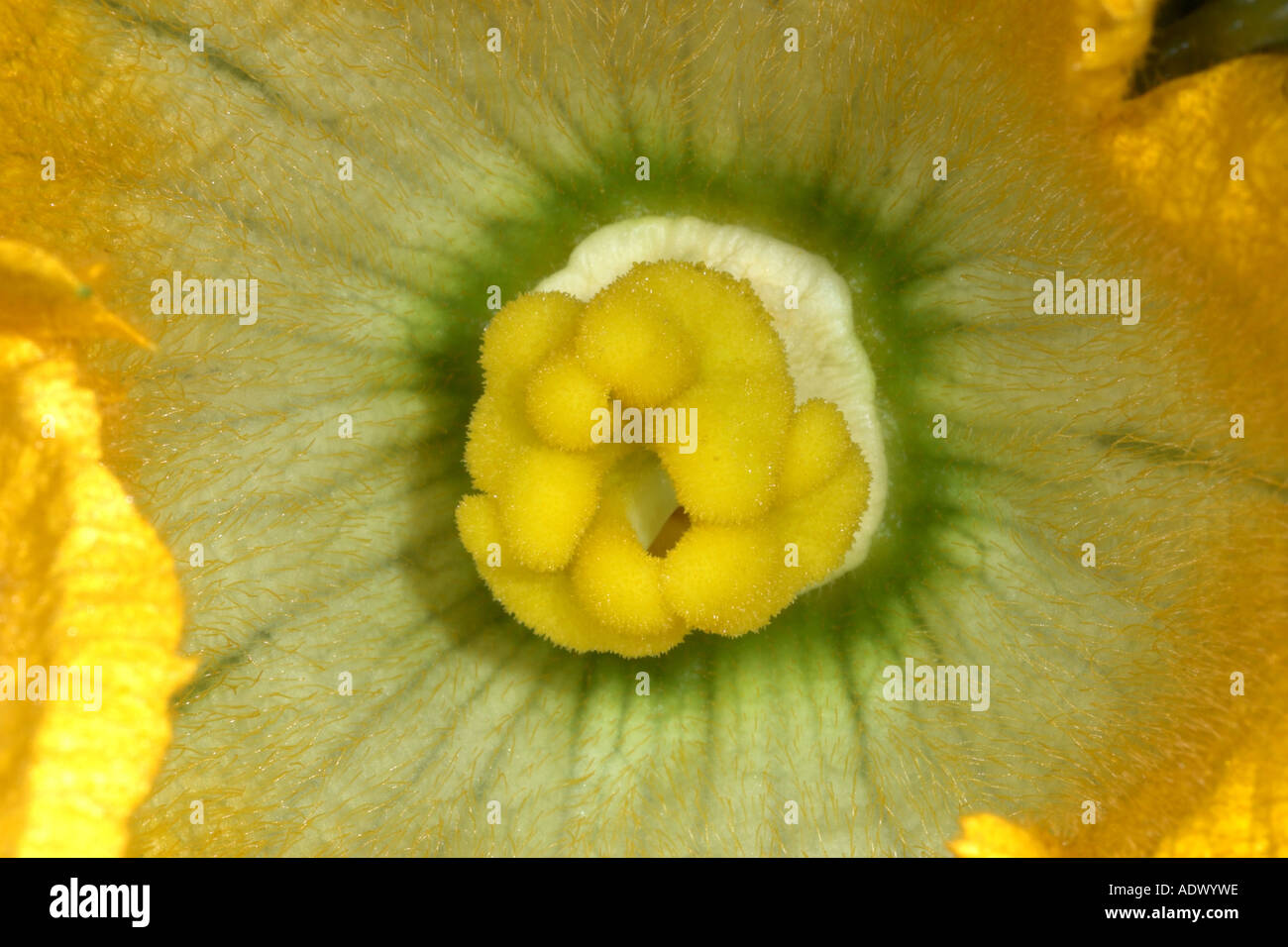 Female flower of courgette hi-res stock photography and images - Alamy