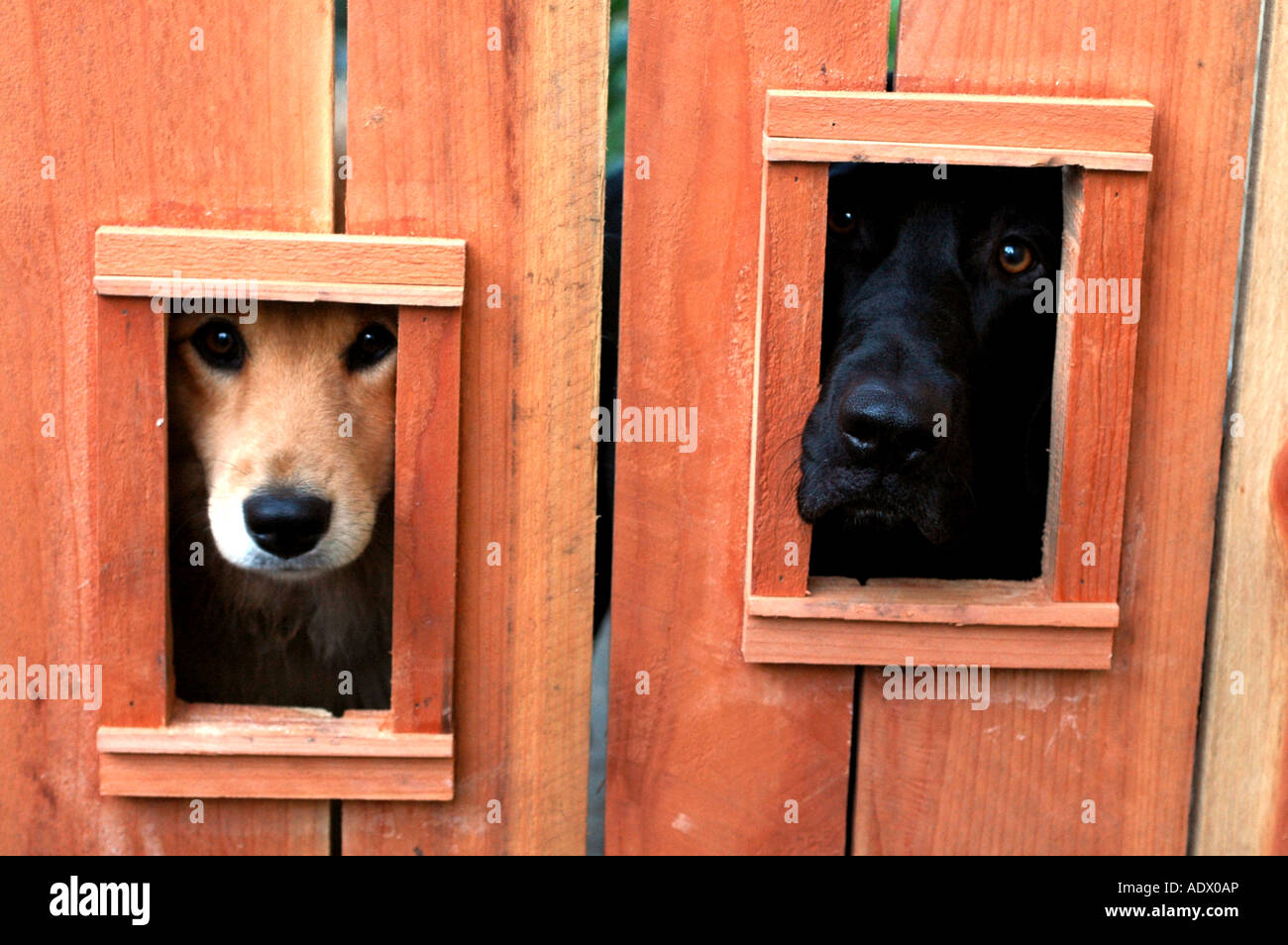 Dogs through fence Stock Photo - Alamy