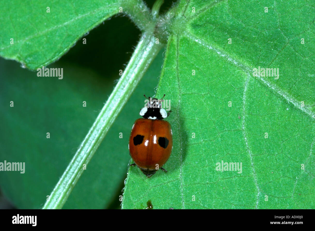 British runner bean hi-res stock photography and images - Alamy