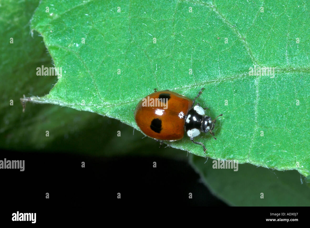 Two spot ladybird on leaf in garden. England Stock Photo - Alamy