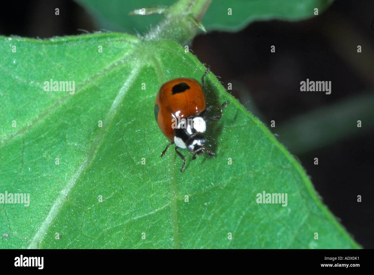 Two spot ladybird Adalia 2-punctata on runner bean plant. England Stock ...