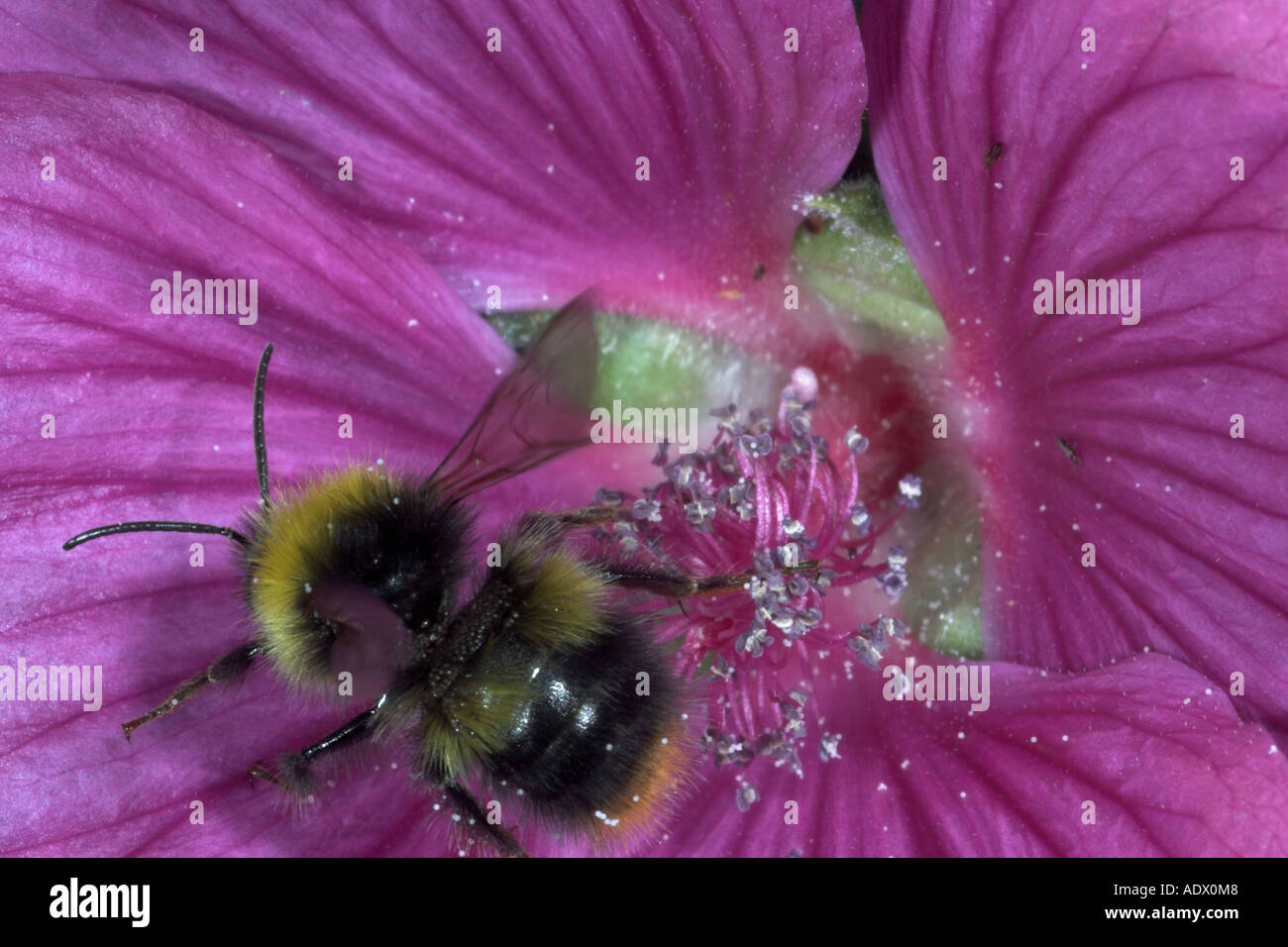 Bumblebee inside mallow flower. UK Stock Photo - Alamy