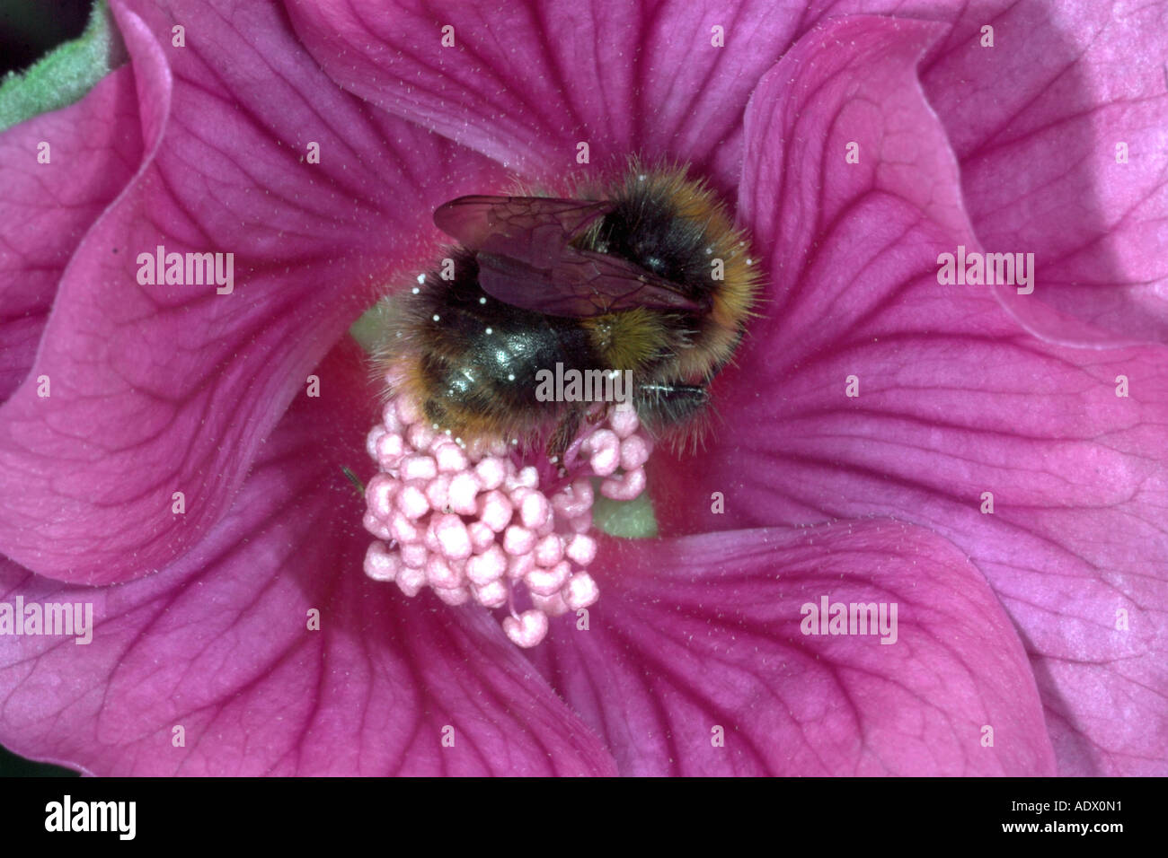 Bumble bee feeding from tree mallow flower Stock Photo - Alamy