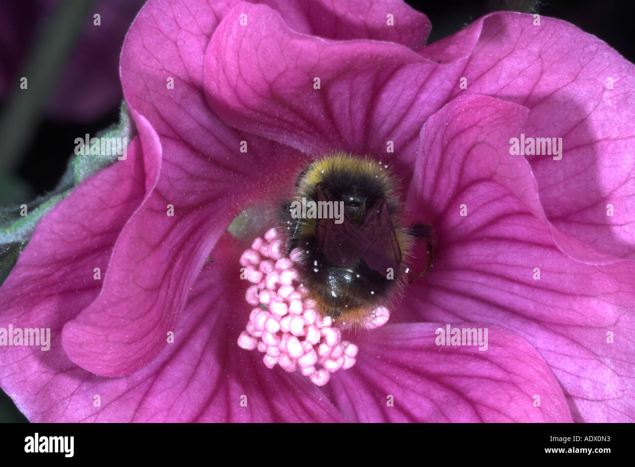 Bumble bee feeding from tree mallow flower Stock Photo - Alamy
