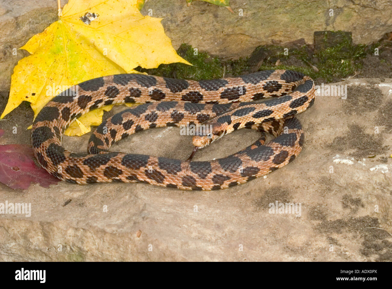 Elaphe vulpina hi-res stock photography and images - Alamy