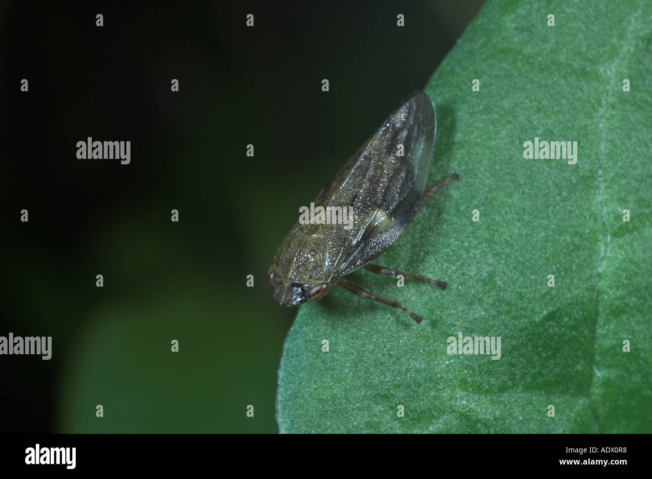 Frog hopper in garden. England Stock Photo - Alamy