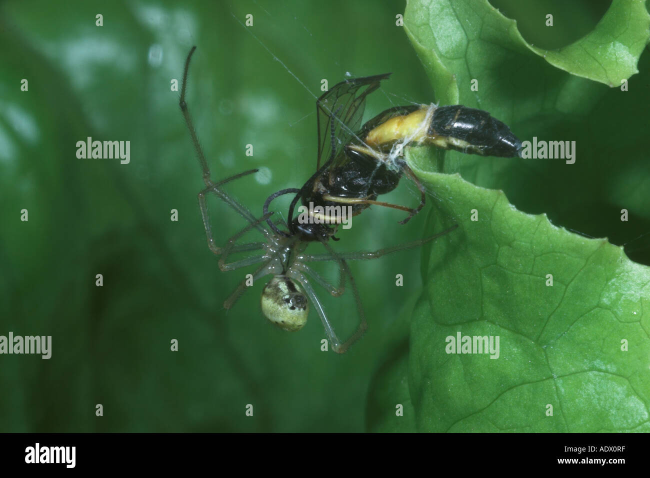 Spider with prey on lettuce leaf. England Stock Photo - Alamy