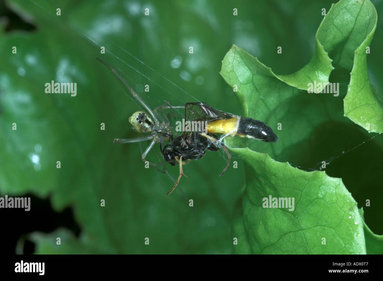 Spider with prey on lettuce leaf. England Stock Photo - Alamy