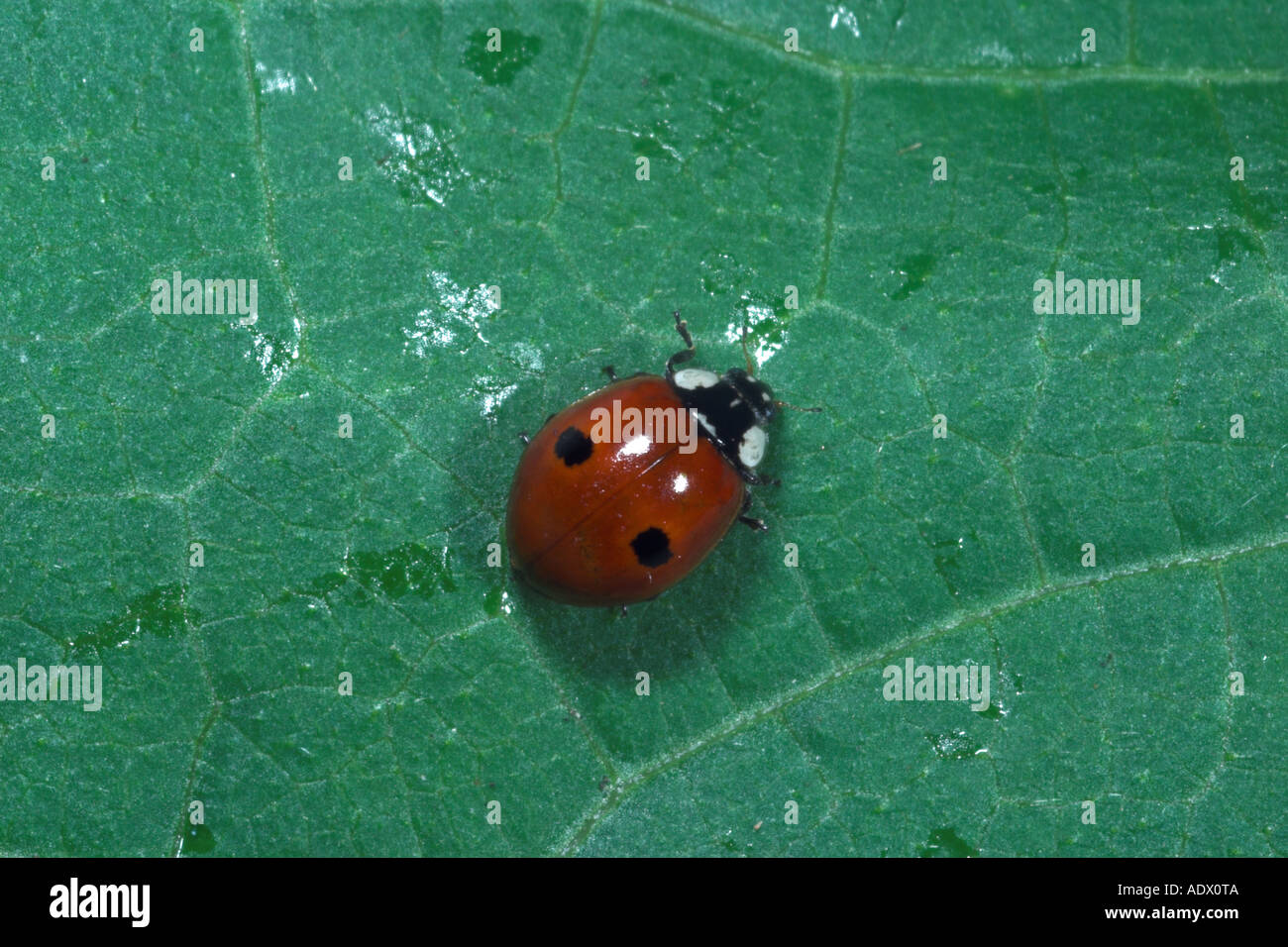 Two spot ladybird Adalia bipunctata on runner bean leaf. England Stock ...