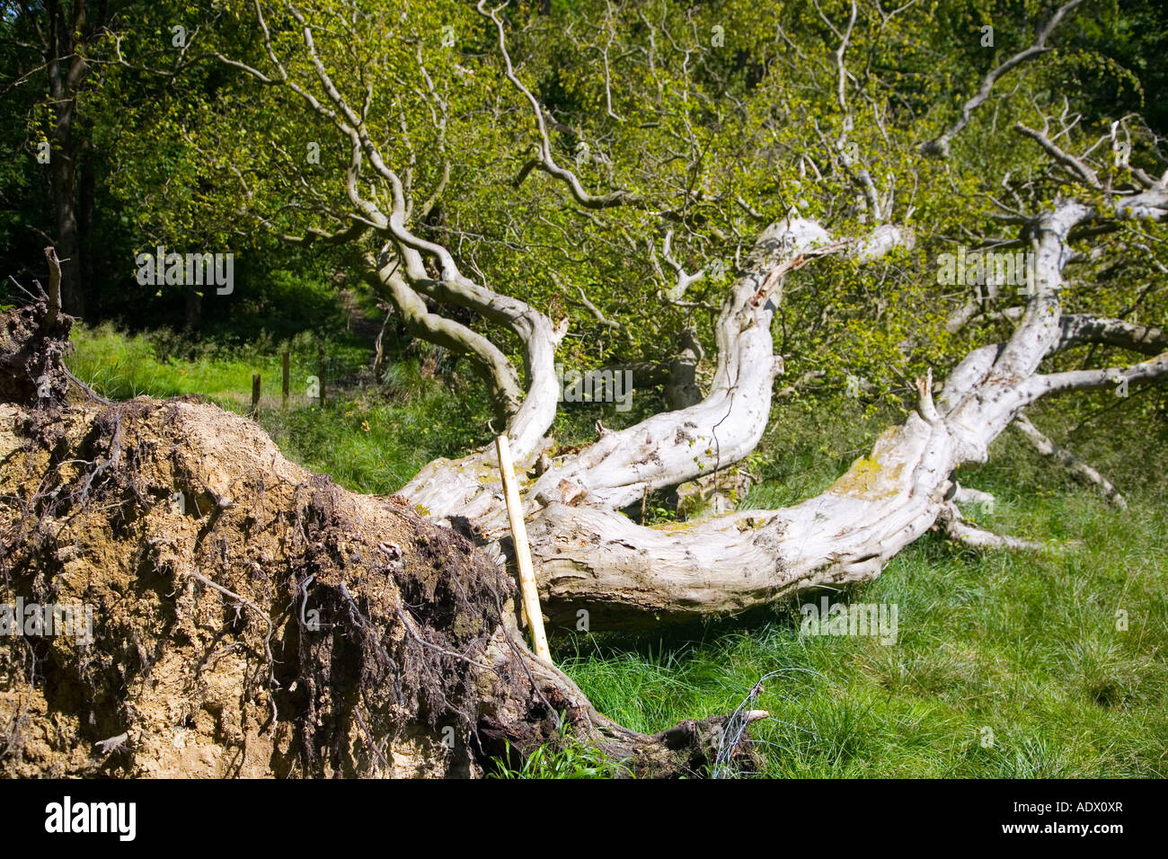 Old dead tree fallen over hi-res stock photography and images - Alamy
