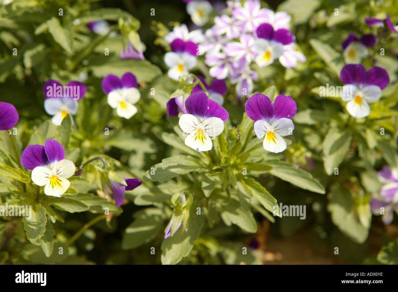 violeta, flower, pansy Stock Photo - Alamy