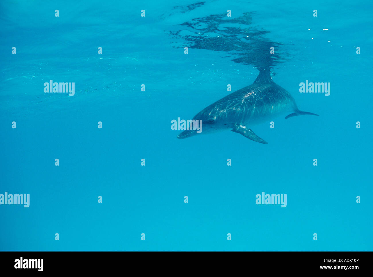 Spotted Dolphin Stenella frontalis Atlantic Caribbean Sea Bahamas Stock ...