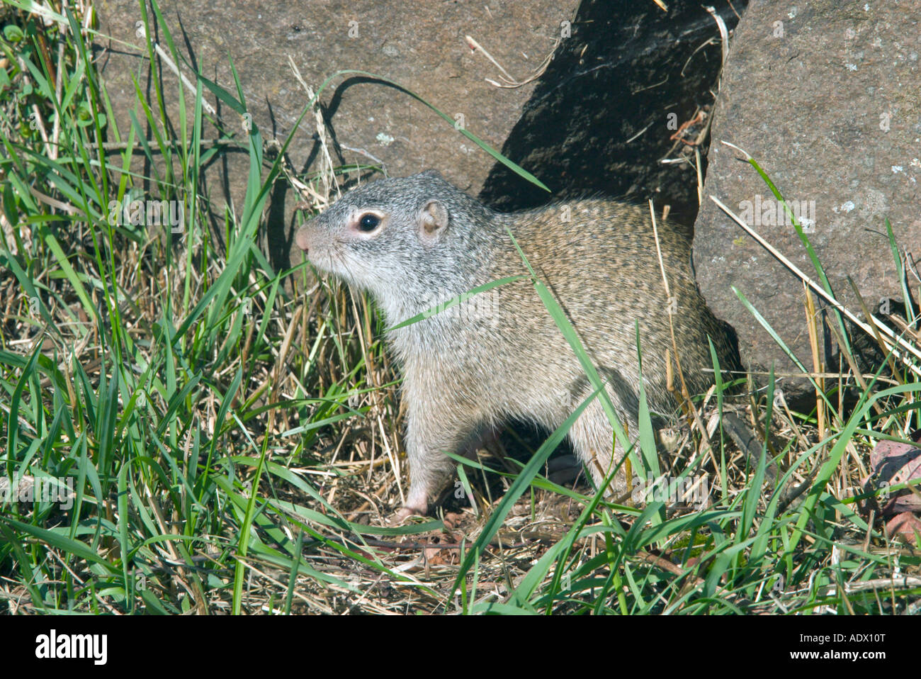 Spermophilus franklinii hi-res stock photography and images - Alamy