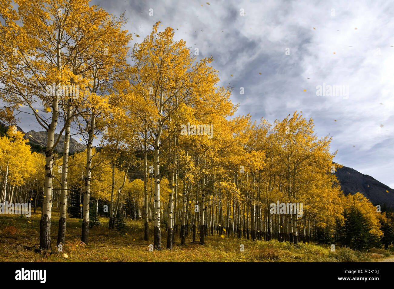 The golden shades of fall Aspens in the Banff national park in the ...