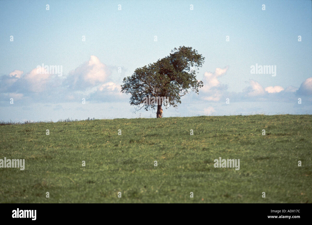 Tree in Field Stock Photo - Alamy