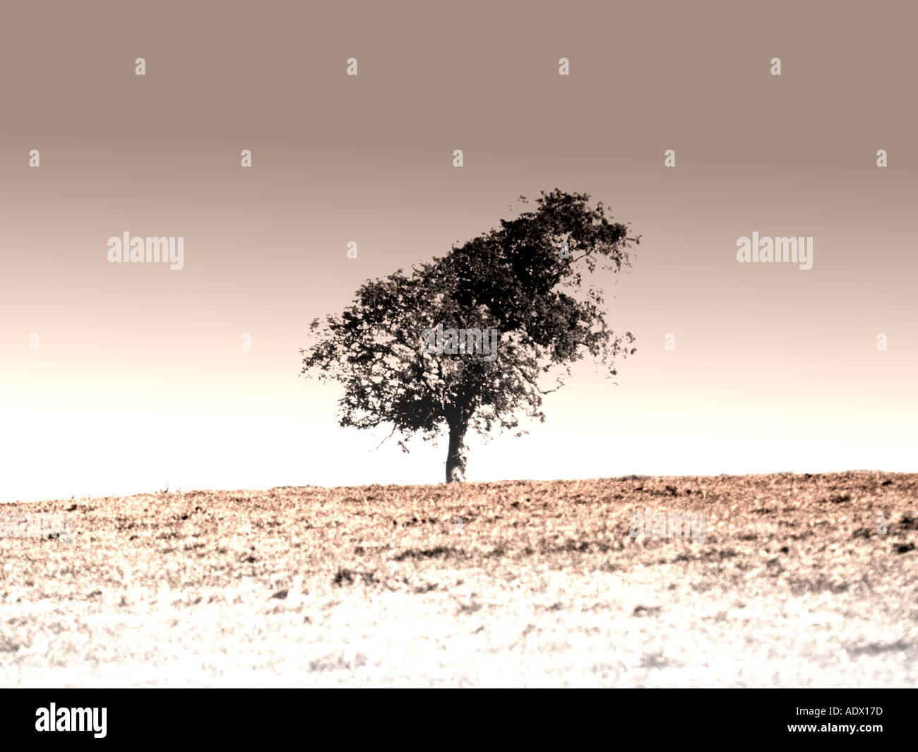 Monochrome tree hi-res stock photography and images - Alamy