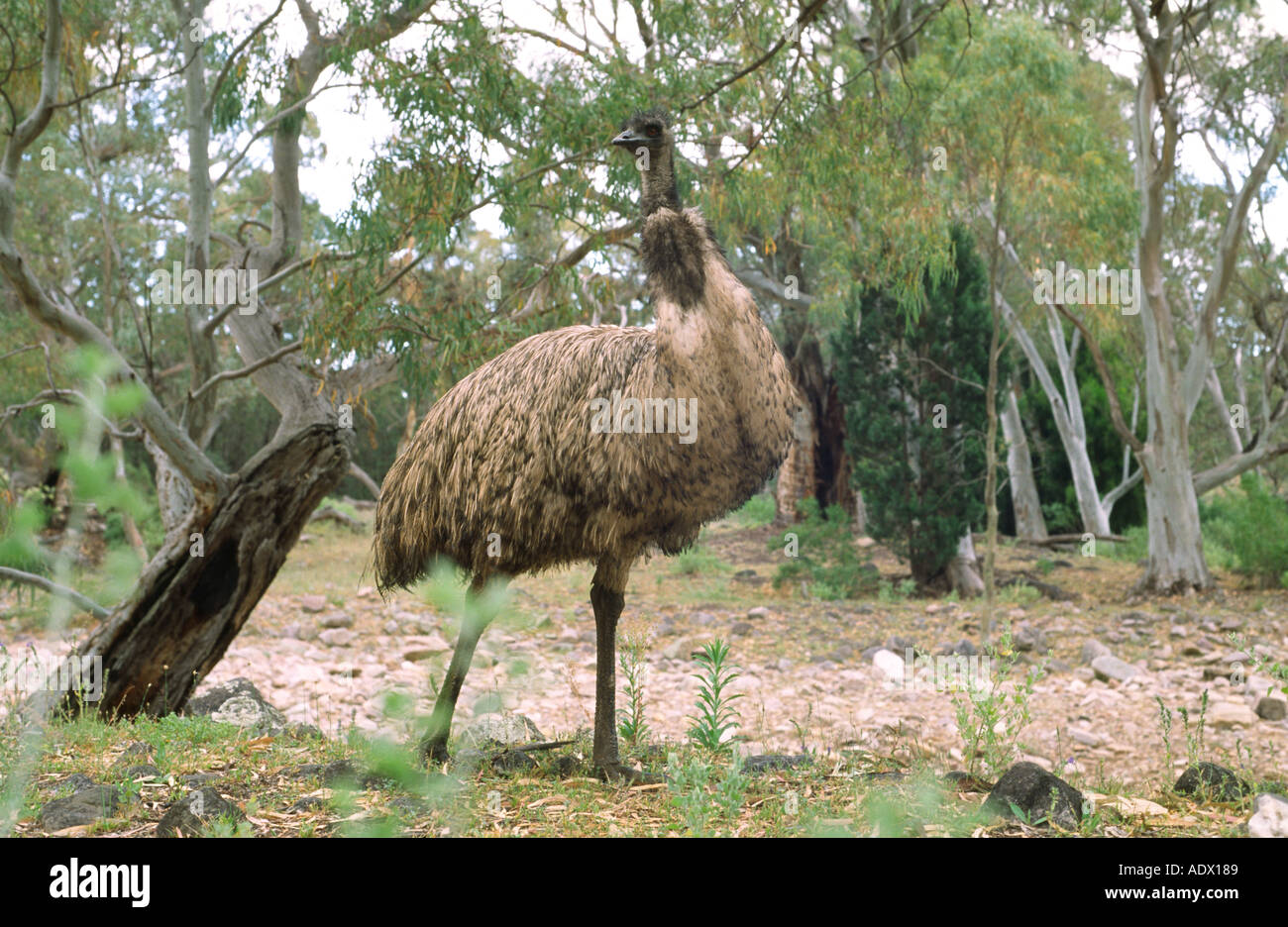 Emu standing in dry creek bed Dromaius novaehollandiae Southern ...