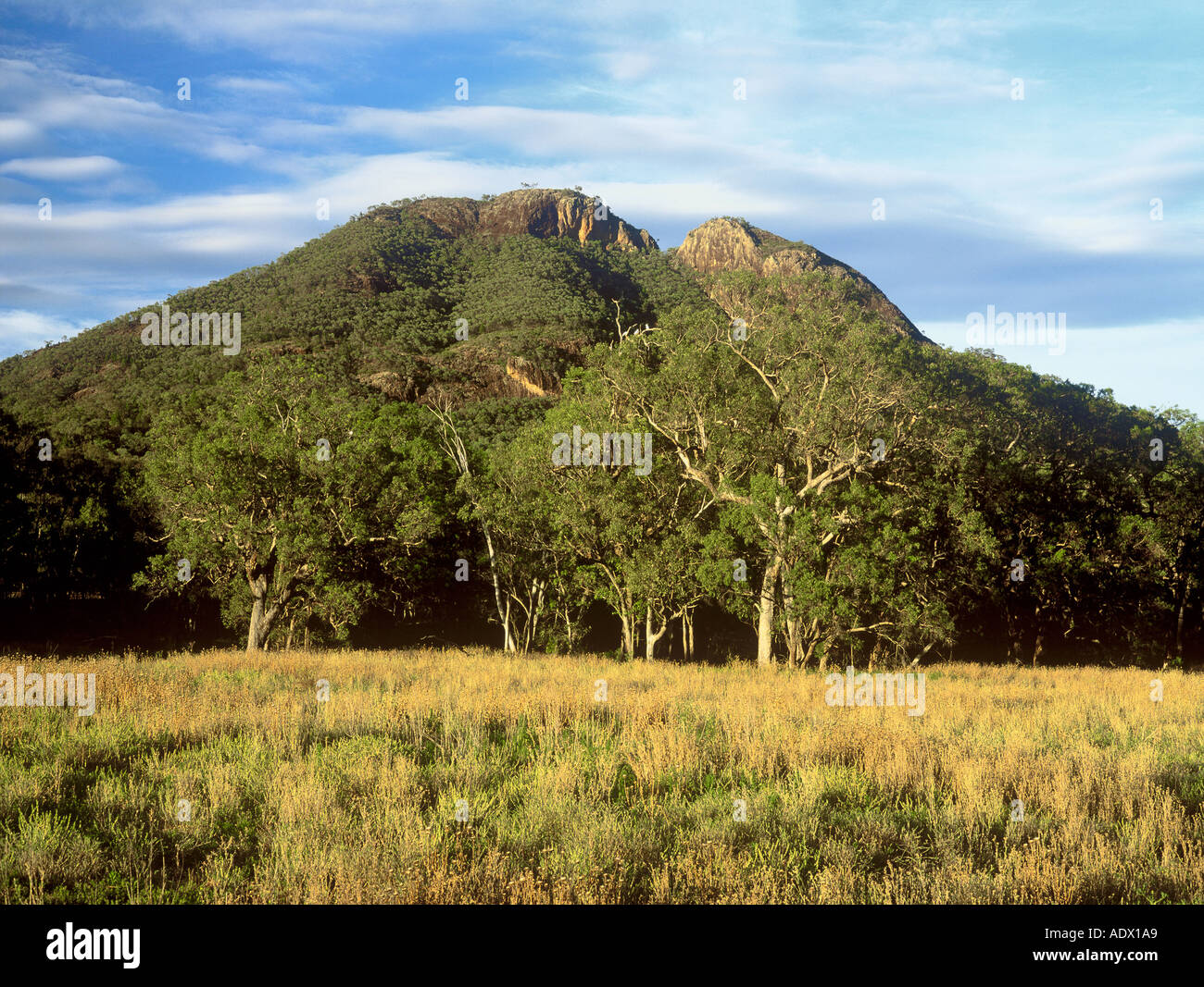 Split Rock with sulphur crested cockatoos on gnarled gum trees ...