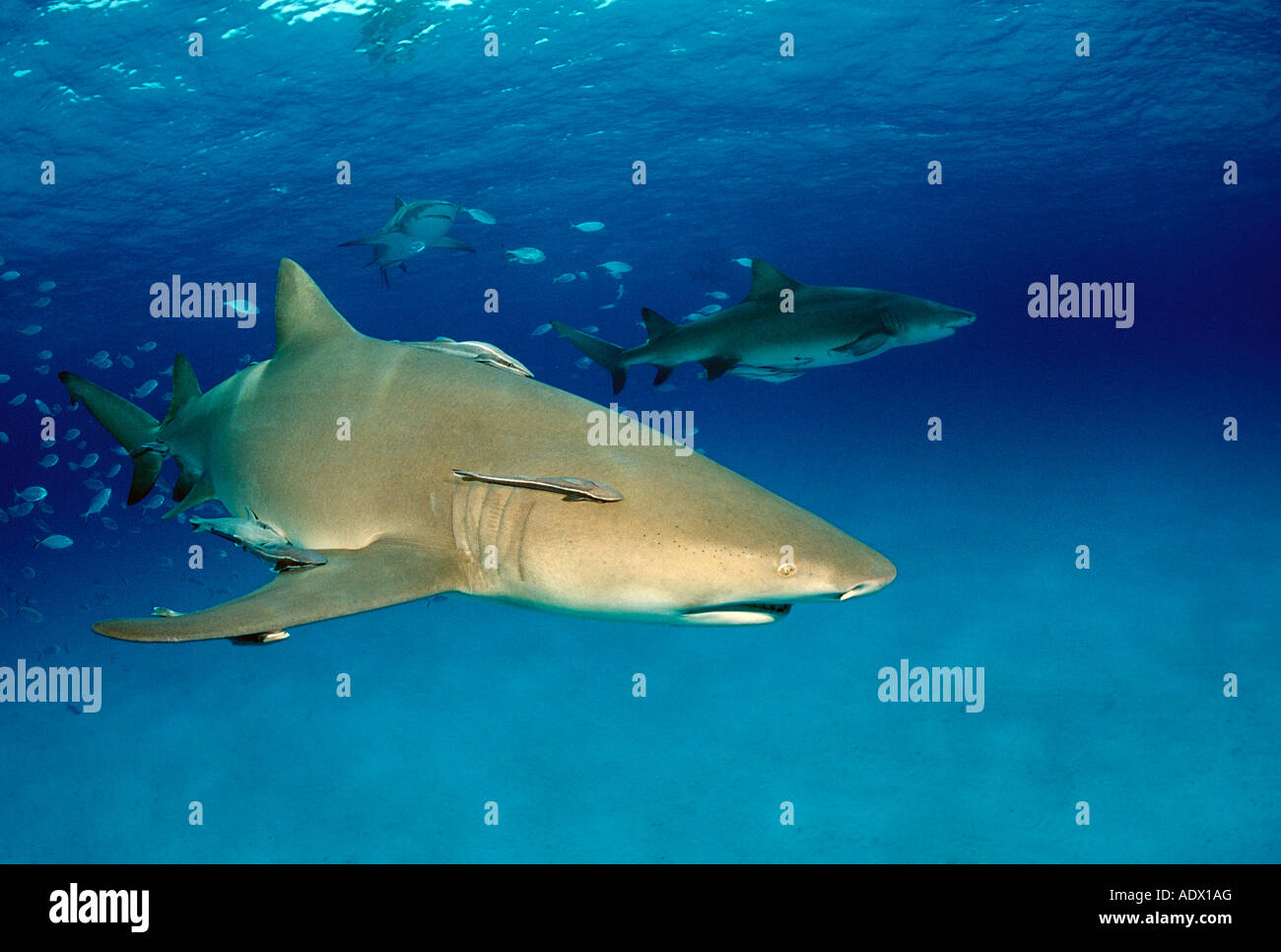 Lemon Sharks Negaprion brevirostris Atlantic Caribbean Sea Bahamas ...