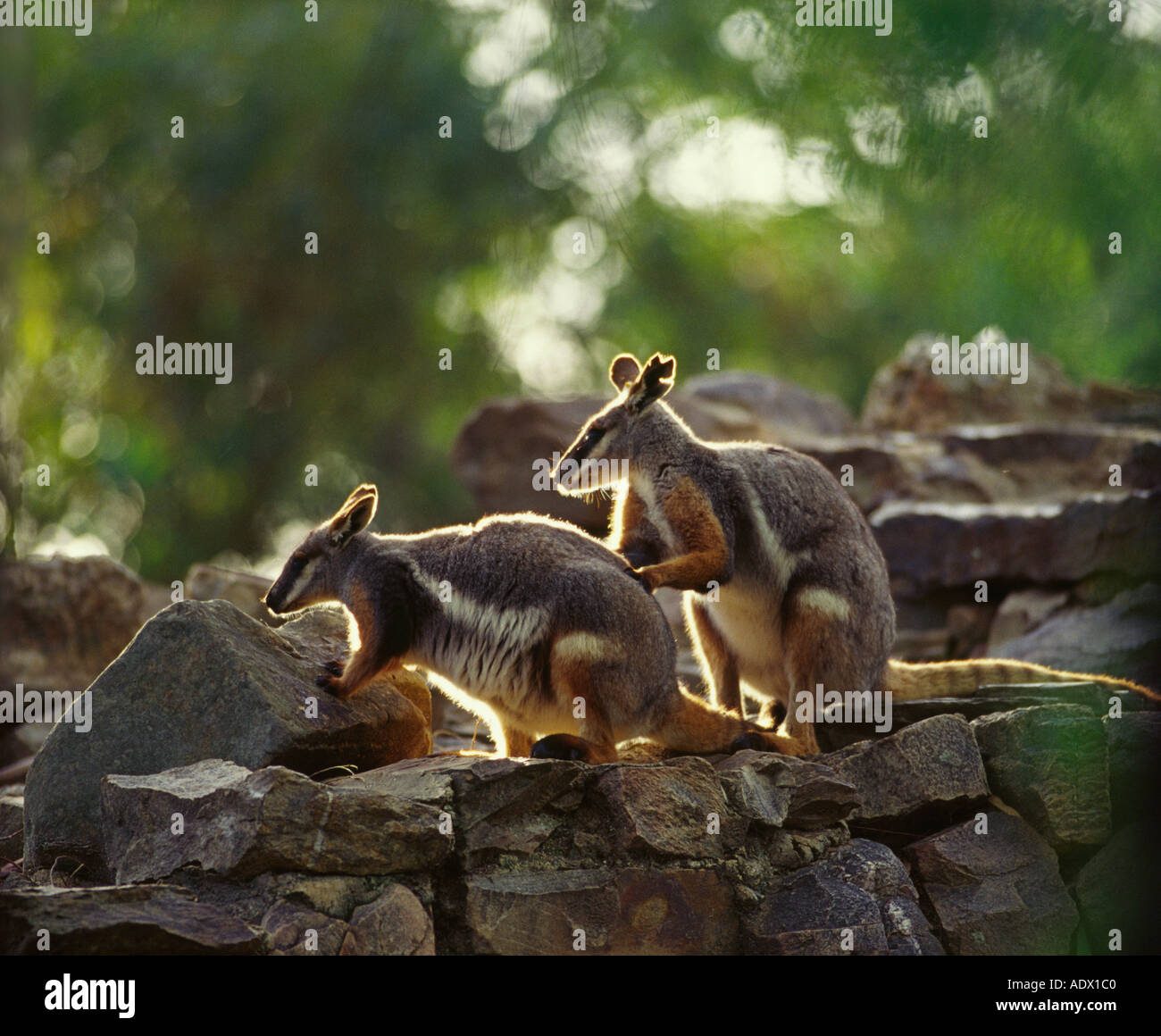 Ellow footed hi-res stock photography and images - Alamy
