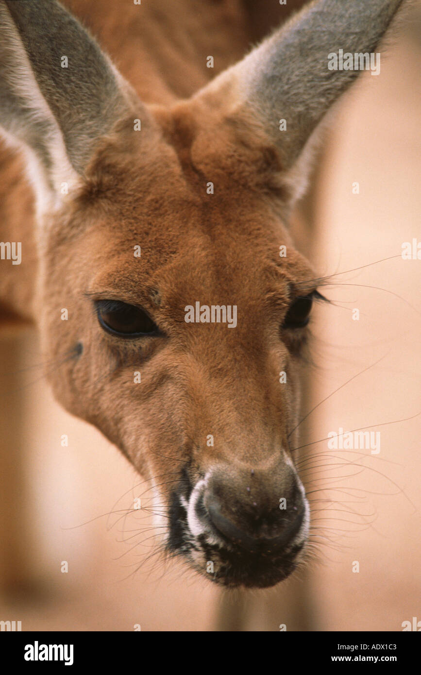 Red kangaroo Macropus rufus Stock Photo - Alamy
