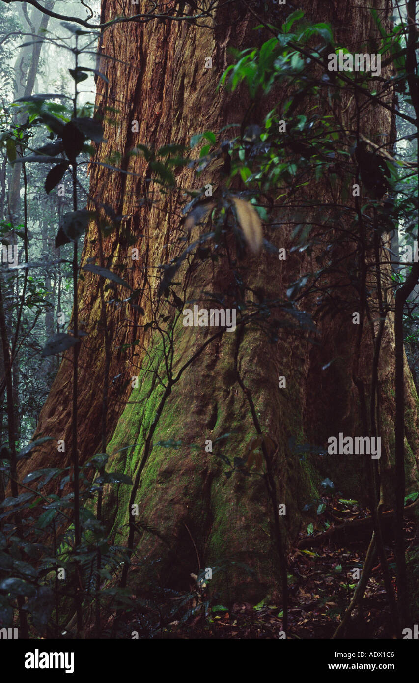 Big giant old tree dawn moss covered mysterious mist hi-res stock ...