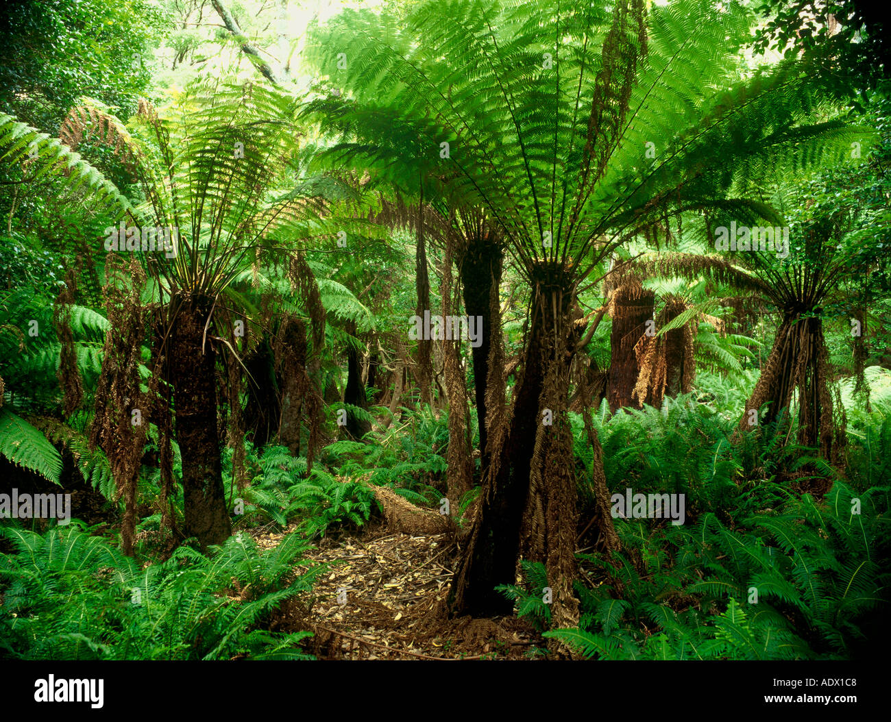Tree ferns Wilsons Promontory National Park Australia Stock Photo - Alamy