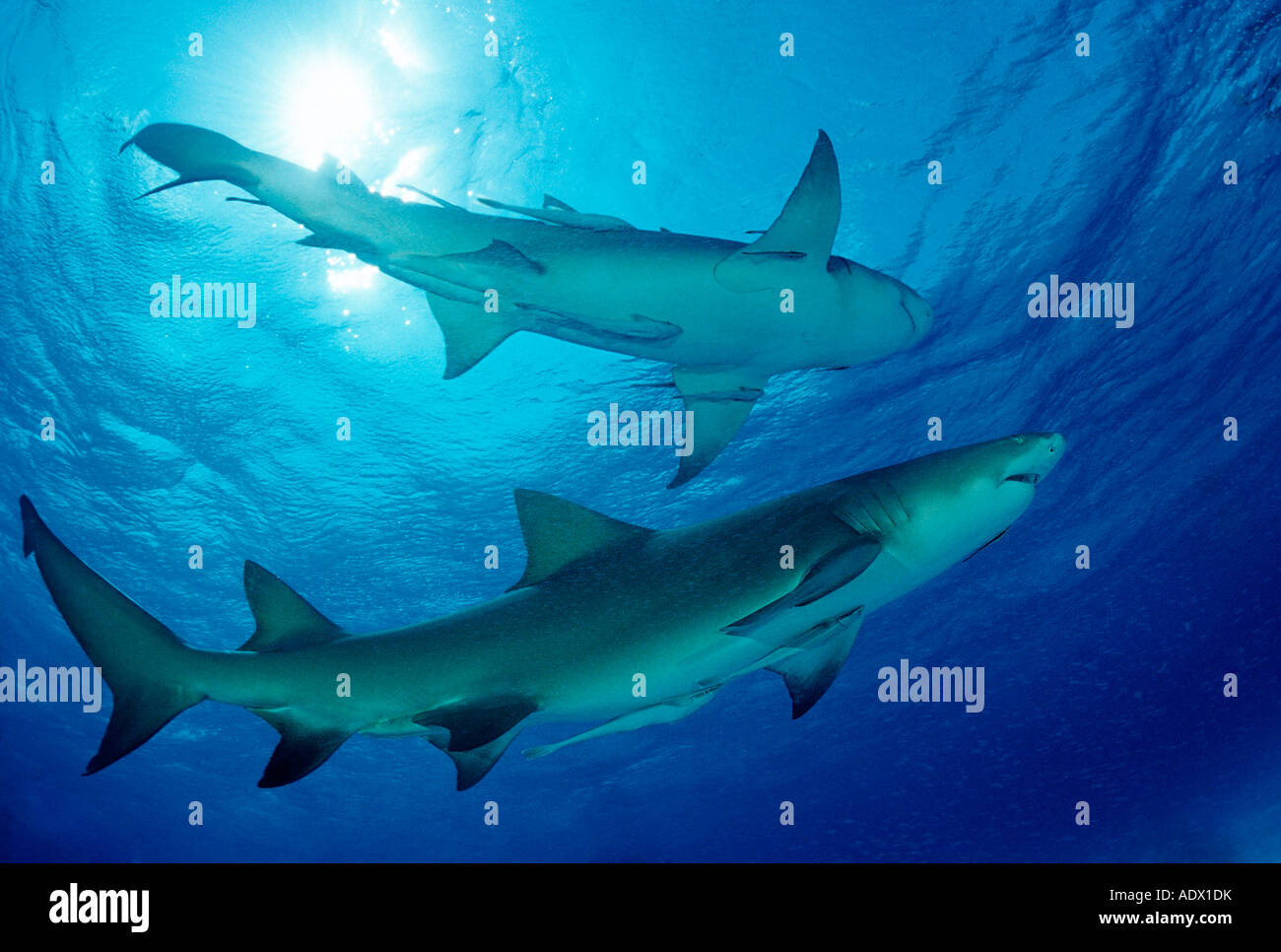 Lemon and reef sharks hi-res stock photography and images - Alamy