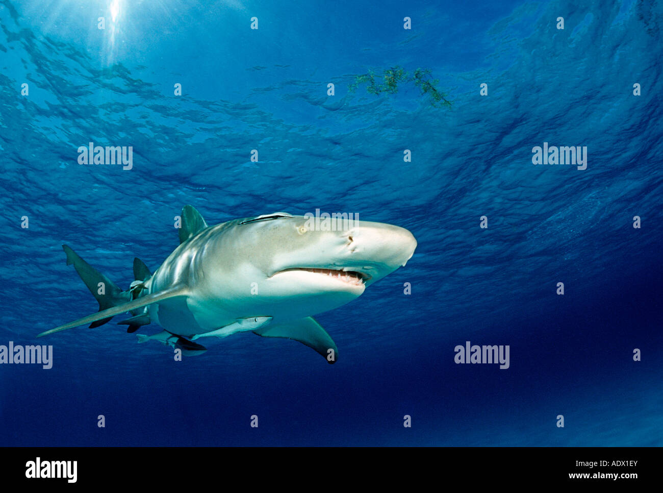 Lemon Shark Negaprion brevirostris Atlantic Caribbean Sea Bahamas Stock ...