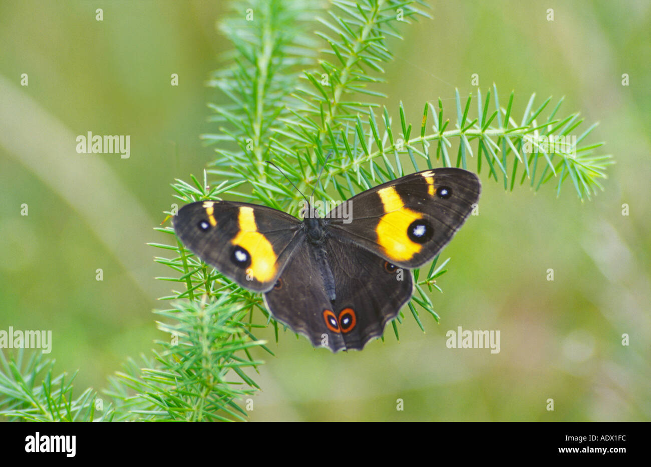 Tisiphone abeona hi-res stock photography and images - Alamy