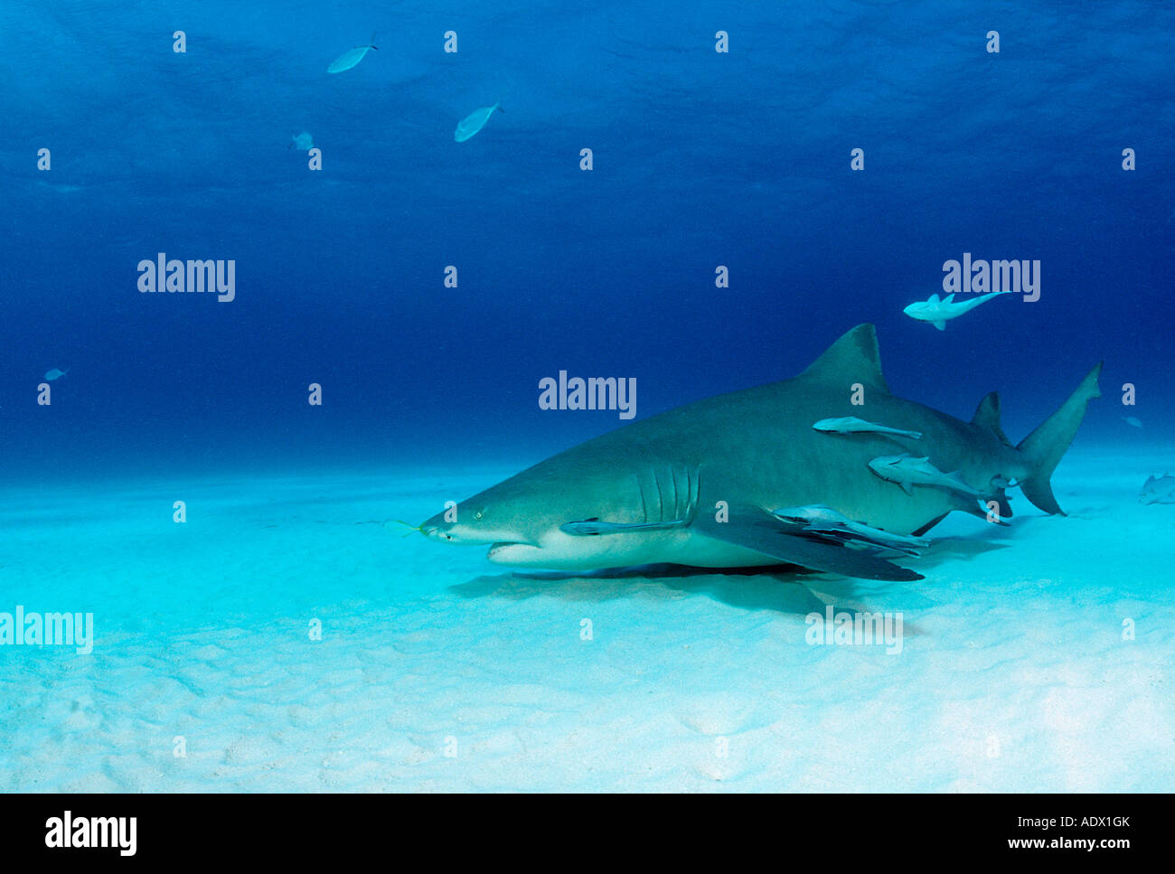 Lemon Shark Negaprion brevirostris Atlantic Caribbean Sea Bahamas Stock ...