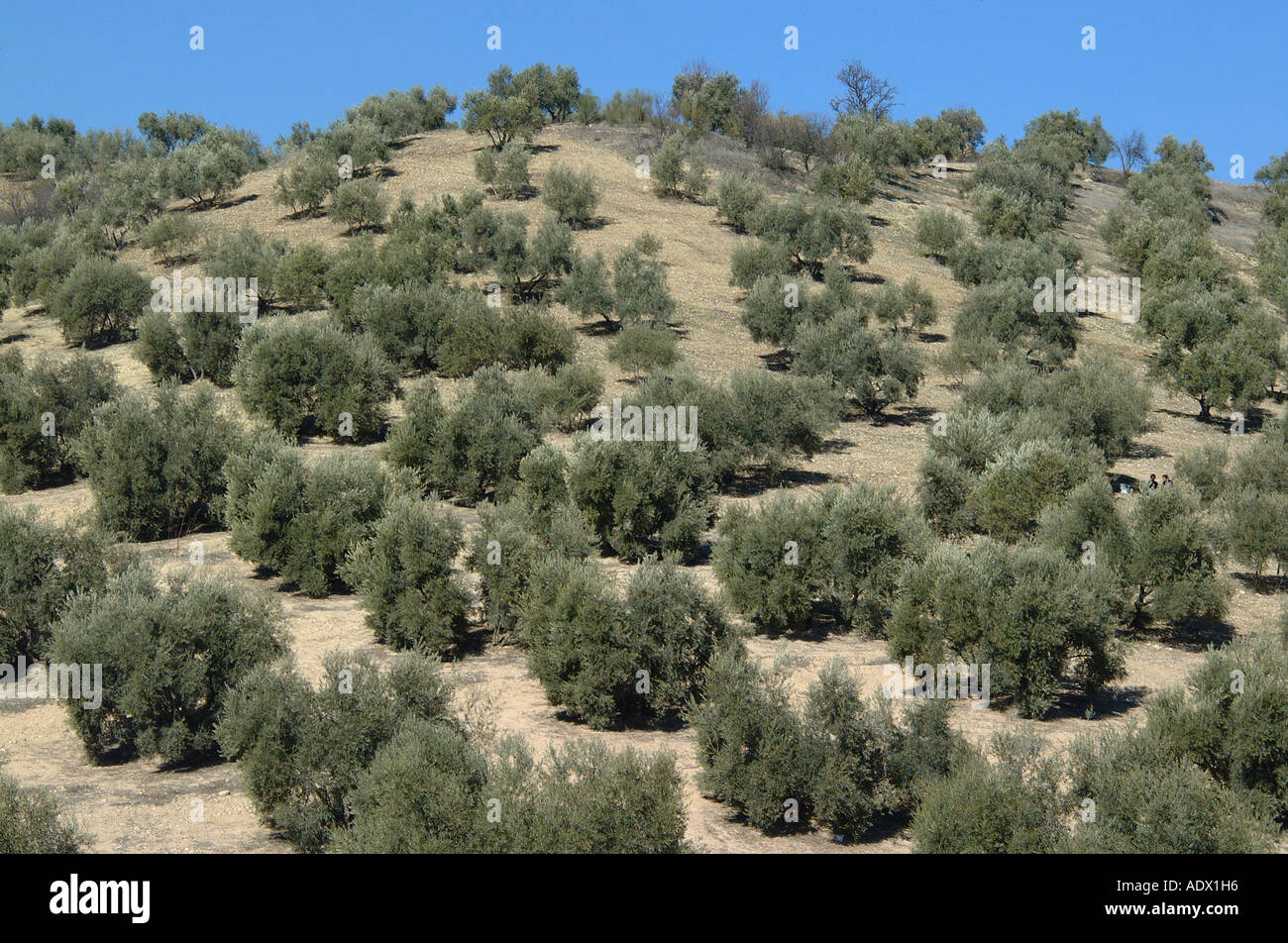 olive grove, Spain, Sud of Spain, Córdoba, Andalucia, olive oil, tree ...