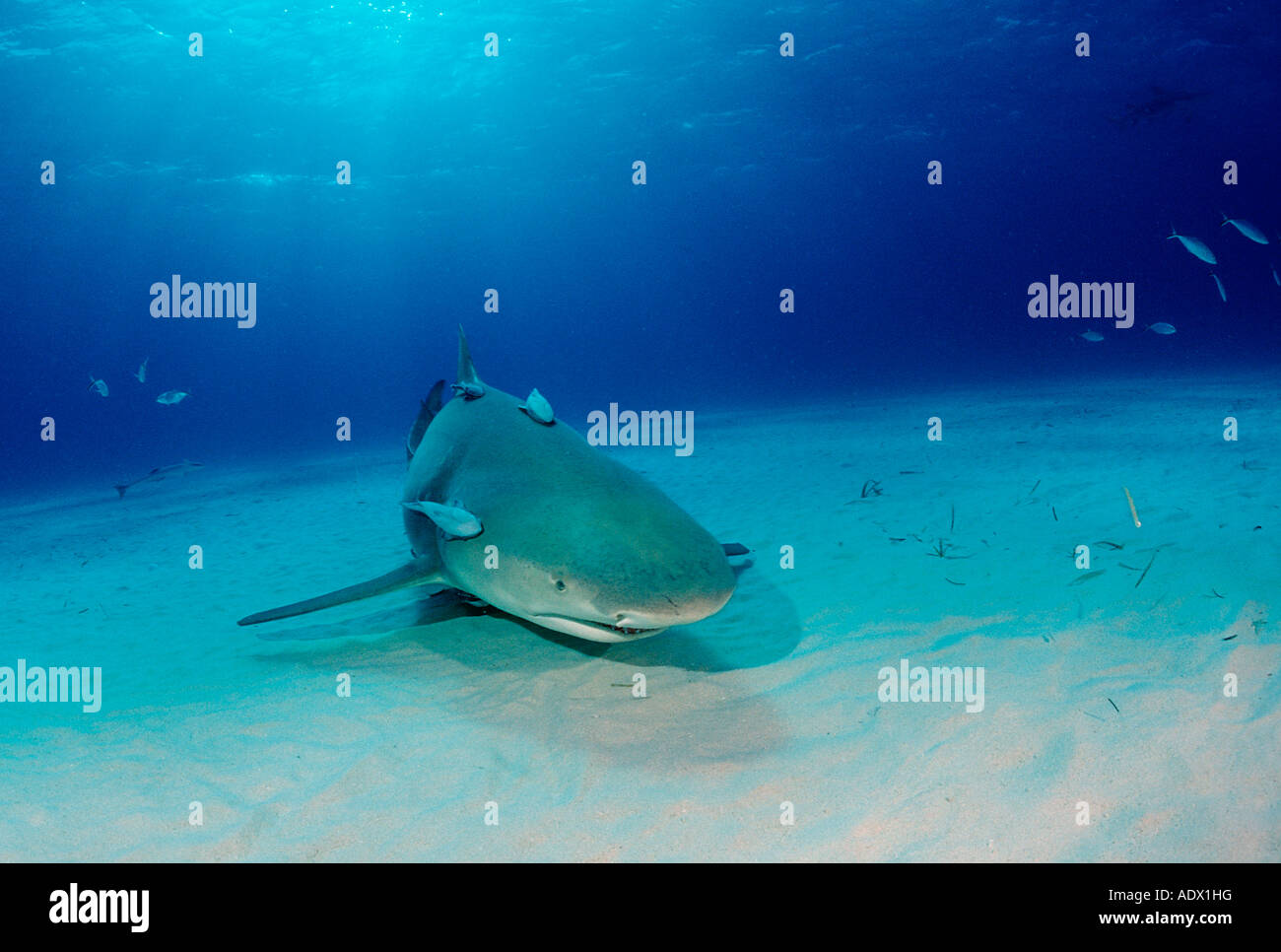 Lemon Shark Negaprion brevirostris Atlantic Caribbean Sea Bahamas Stock ...