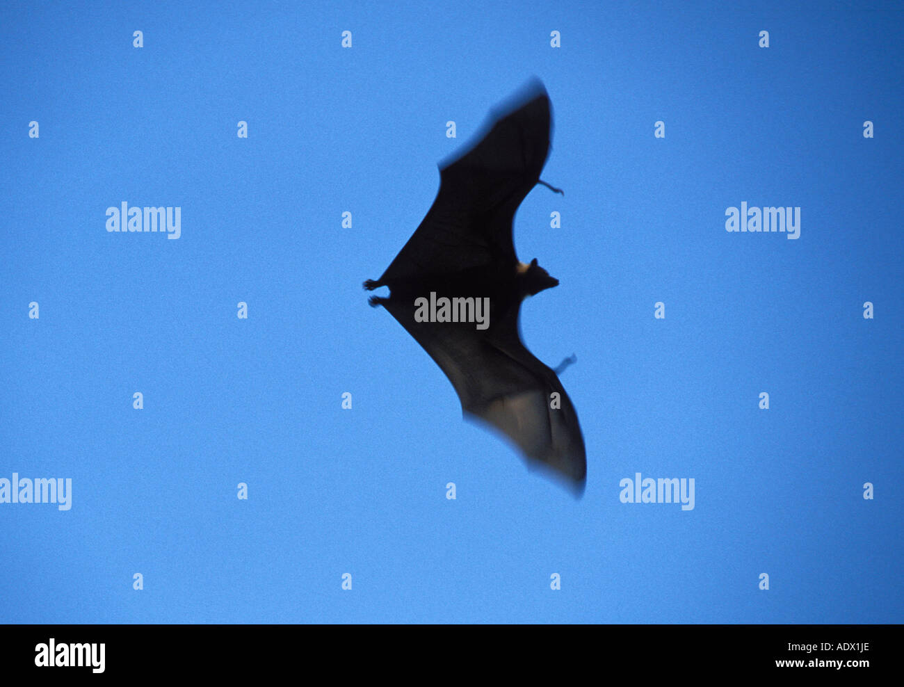 Flying Fox sanctuary Stock Photo - Alamy