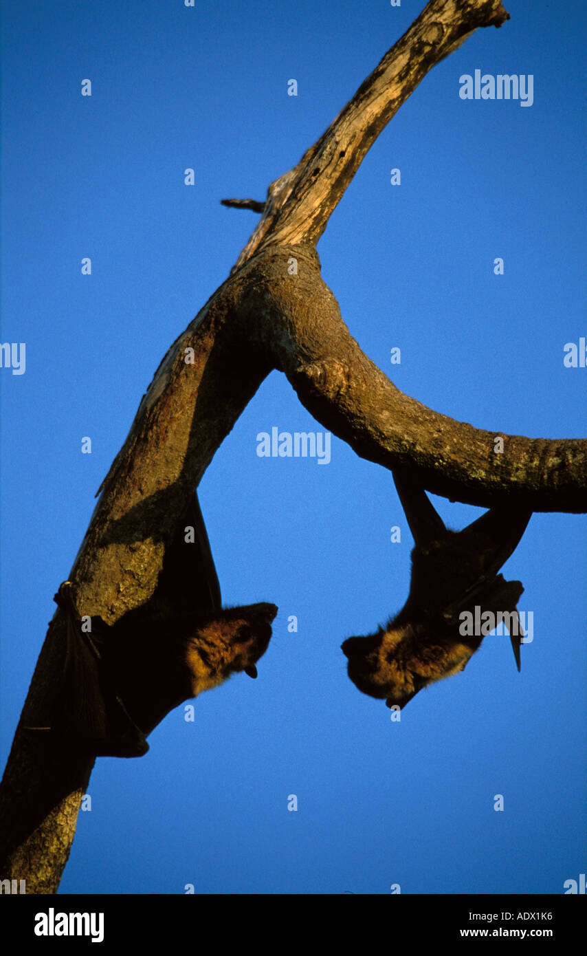 Flying fox bat pacific hi-res stock photography and images - Alamy